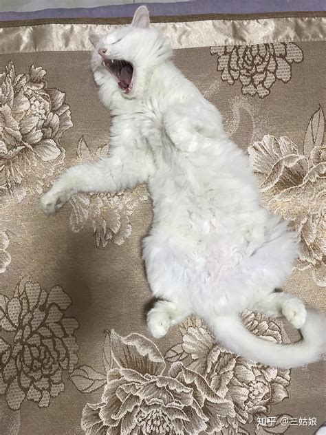 狮子猫怎么样好养吗 知乎