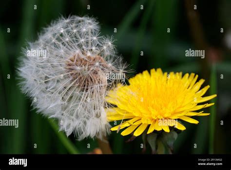 dandylion taraxacum officinale perennial yellow flower and clock