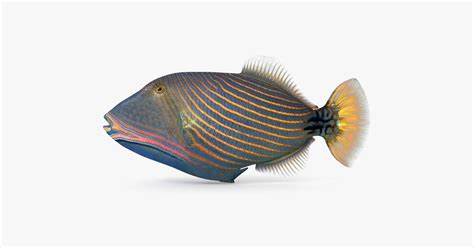 Orangetailed Undulate Triggerfish 3d Incl Aquarium And Balistapus Envato Orangetailed Undulate Triggerfish 3d Incl Aquarium And Balistapus Envato