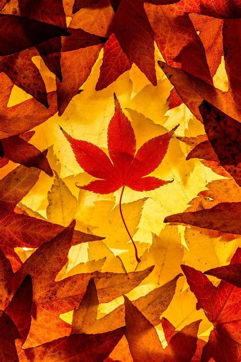 Compositional Techniques Framing Framed Poster Print Poster Prints Framed Prints