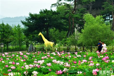 포토친구 연꽃이 있는 여름 길