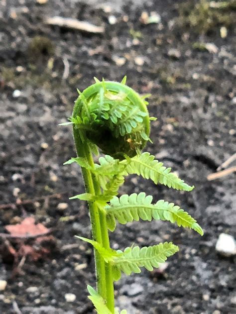 Songsofmyheart Fern Fiddleheads Music Story