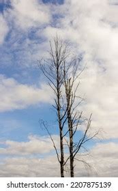 Naked Tree No Leaves On Sky Stock Photo Shutterstock