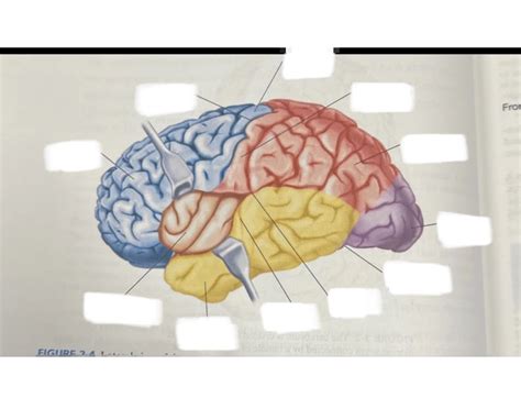 labeling gyrus fissures sulcus and lobes — printable worksheet
