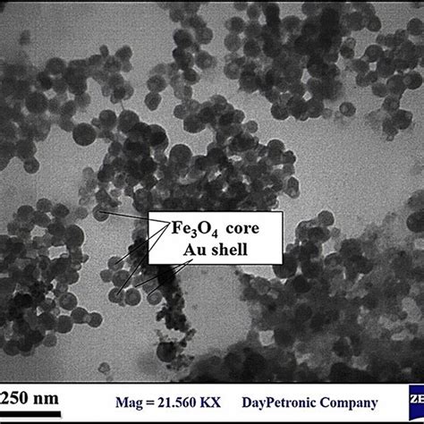 tem image of fe3o4 au core shell download scientific diagram