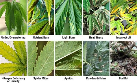 Cannabis Growing Problems With 5 Expert Solutions How To