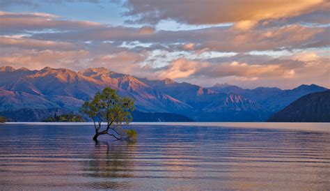 Wanaka Tree Wallaper Ubuntu 17 04 Wallpapers Ubuntu Free