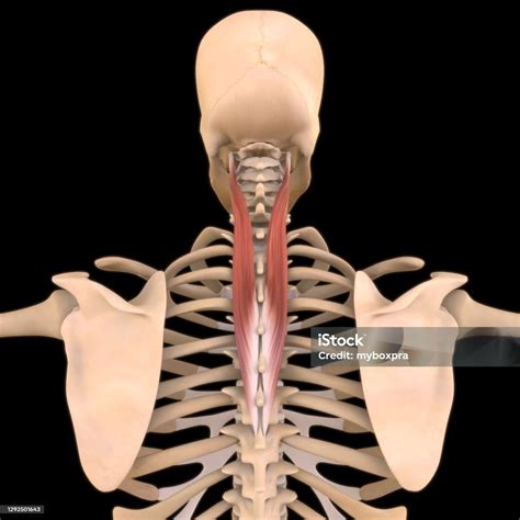 Splenius Cervicis Muscle Anatomy For Medical Concept 3d Illustration