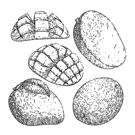 Mango Fruit Leaf Set Sketch Hand Drawn Vector Vector Art At Vecteezy