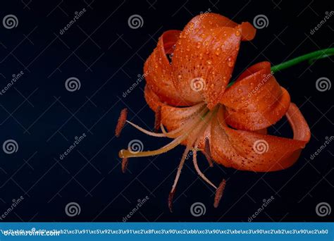 Elegant Tiger Or Leopard Lily Lance Shaped Lily Close Up On A Dark