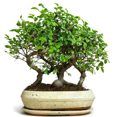 Chinese Elm Bonsai Trees For Sale 5 Star Reviews Bonsai2u