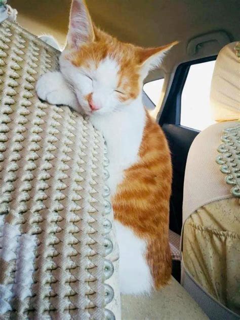 “开车带猫咪回老家，猫咪吐了一路”：猫咪也是会晕车的