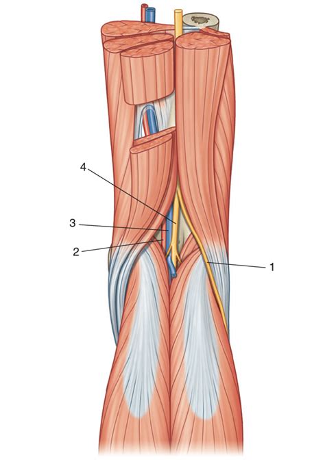 Popliteal Fossa Diagram Quizlet