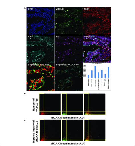 Diffraction Limited Image Cytometry Analyis Of A Relocalized Targeted