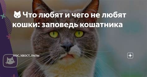🐱Что любят и чего не любят кошки заповедь кошатника Нос хвост лапы Дзен