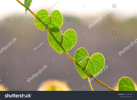 Romantic Tree Shape Heart Shaped Leaves Stock Photo Shutterstock