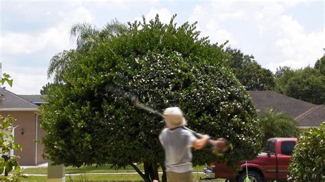 Trimming A Ligustrum Tree In The Classic Mushroom Shape Satisfying