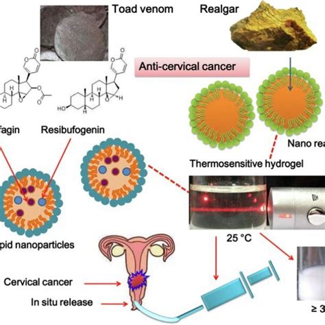 Temperature Sensitive Liposomal Gel Loaded With Toad Venom And Realgar Download Scientific