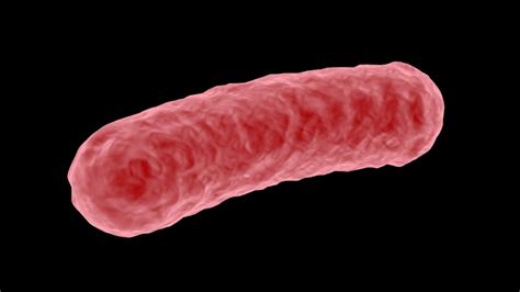 Bacteria Coronavirus Model Turbosquid 1524320