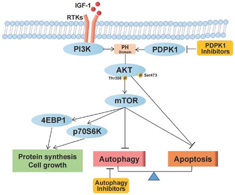 Schematic Representation Of The Effects Of Pdpk1 On The Pi3k Akt Mtor