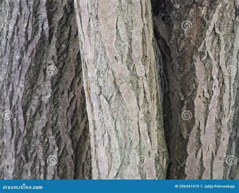 Tree Bark On The Background Of Winter Nature Stock Image Image Of Lumber Skin 206341419