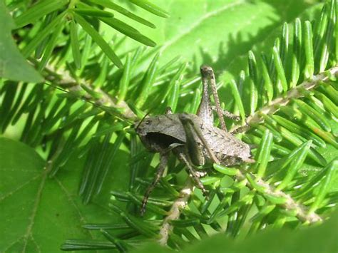 Atlanticus Sp Atlanticus Bugguidenet