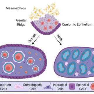 Gonadal Sex Differentiation And Cell Lineage Specification In The Download Scientific Diagram