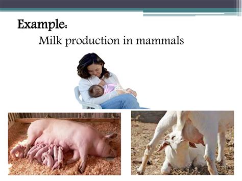 Sex Limited Traits And Sex Influenced Traits Pptx