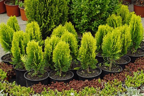 Trees To Grow In Containers Today S Homeowner