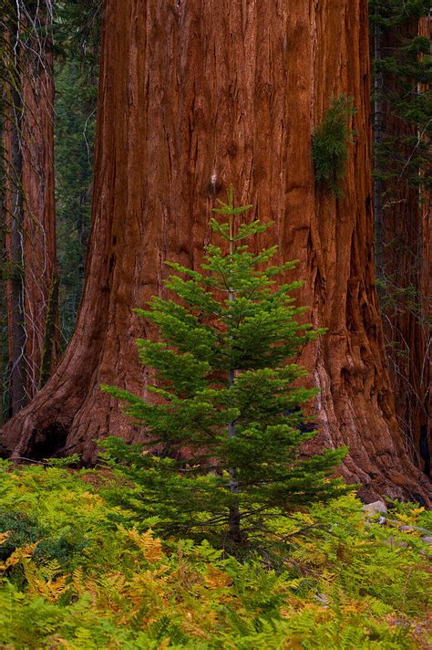 Trunk Of A Giant Sequoia Tree … License Image 13885781 Image Professionals