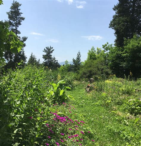 10 დღიანი ზაფხულის ბანაკი ბაკურიანში