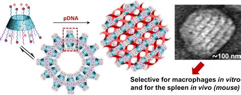 β Cyclodextrin Based Geometrically Frustrated Amphiphiles As One Component Cell Specific And