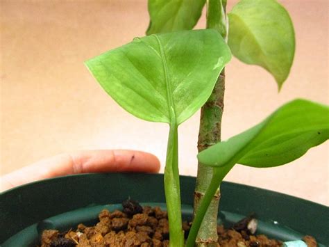 Aglaonema Pictum Tricolor Deepforest 2 希少植物の販売 アグラオネマ専門販売店 『アグラオネマ本舗』