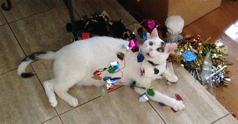 I Think My Cat Might Be Slightly Retarded Imgur