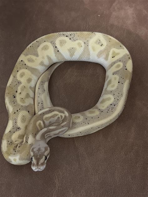 54 Best R Niceballpythons Images On Pholder Who Can Guess The Morph