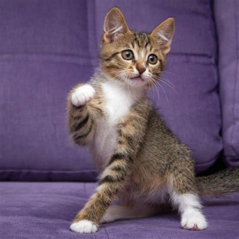 Котёнок мальчик купить в Москве бесплатно дата размещения 17 08 2024 Кошки