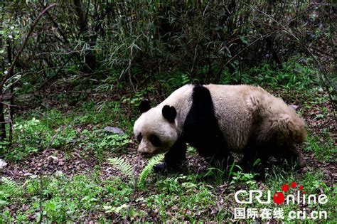 广元唐家河景区再次发现野生大熊猫 搜狐