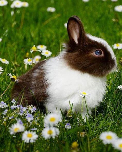 Cockapoo And Rabbits Will They Get Along Cockapoo Hq