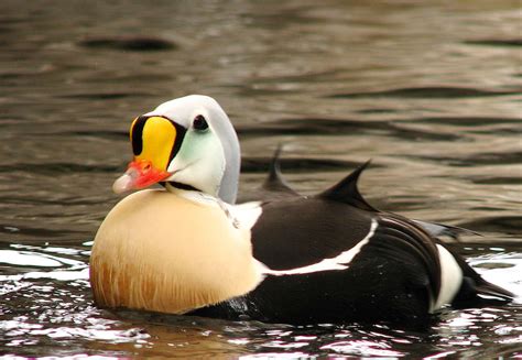 King Eider Ebirdr