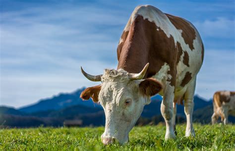 Premium Photo Healthy Cattle Cows