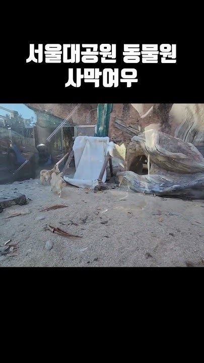 사막여우 에디 Youtube