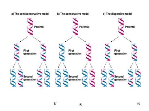 Chapter 8 Microbial Genetics Ppt Biological Sciences Science