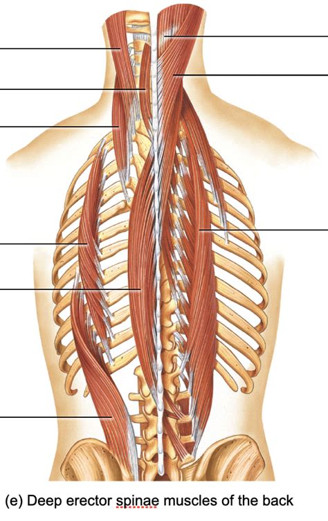 Deep Erector Spinae Muscles Of The Back Diagram Quizlet