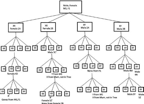 Sex Chromosome Inheritance Download Scientific Diagram