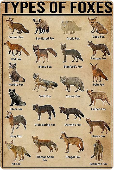 All The 23 Different Types Of Foxes Classification Pics Artofit