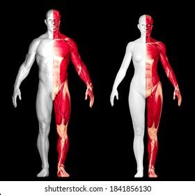 인간의 해부학 벌거벗은 남자와 여자가 앞에서 스톡 일러스트 Shutterstock