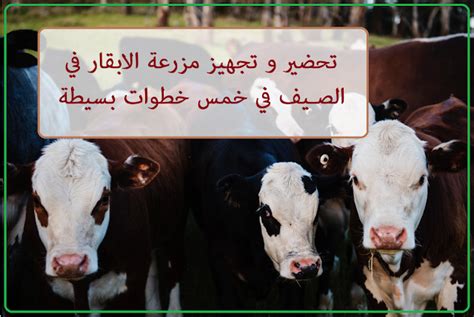 تحضير و تجهيز مزرعة الأبقار في الصيف في خمس خطوات بسيطة و عملية