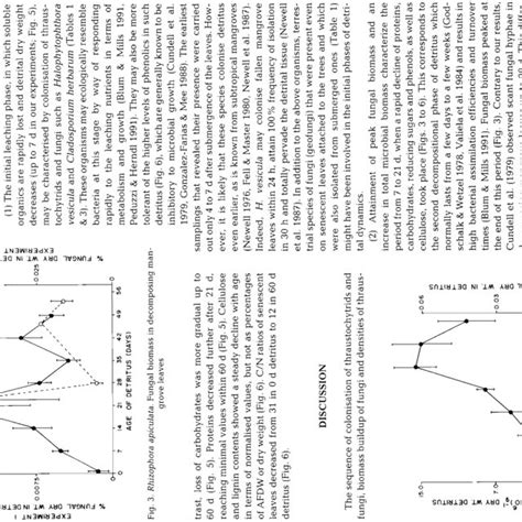 Rhizophora Apiculata Fungal Biomass In Decomposing Man Download Scientific Diagram