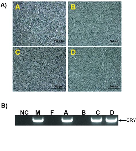 Separation And Sex Determination Of Pef Cells A Pef Cells Were