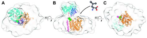 Structural Model Of The 4f2hc Lat2 Heterodimeric Complex Based On The